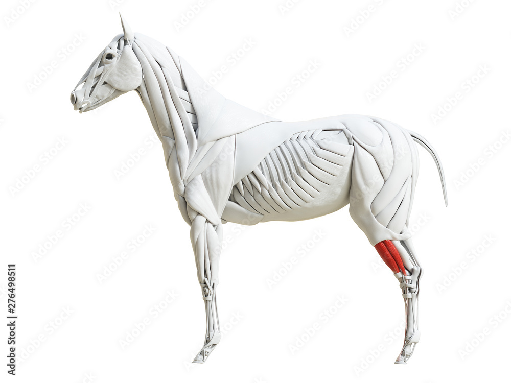 3d rendered medically accurate illustration of the equine muscle ...