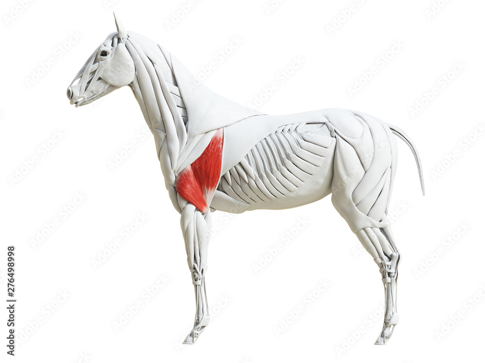 Triceps Brachii Model