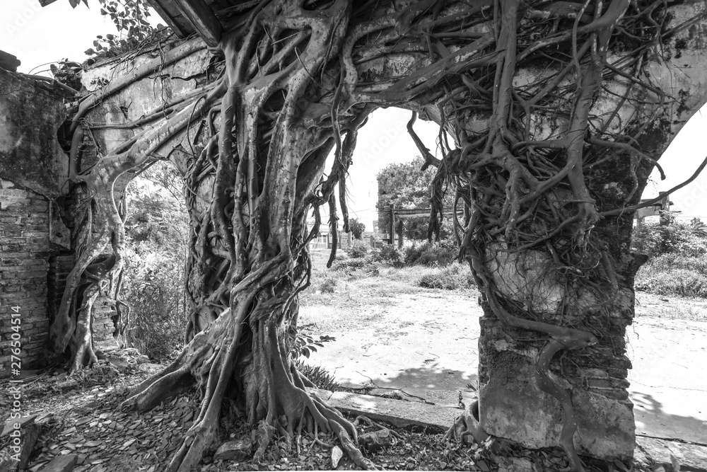 An abandoned ancient temple with an ancient tree growing on the wall ...