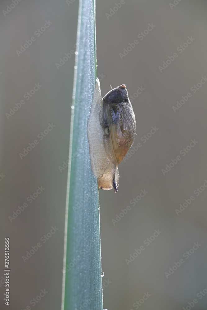 Succinea putris is a species of small air-breathing land snail in the ...