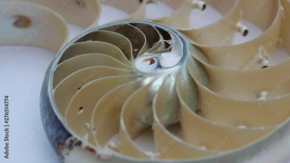 Vidéo Stock shell nautilus pearl Fibonacci sequence symmetry cross ...