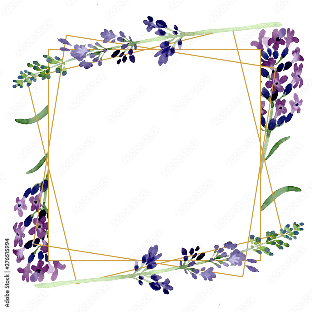Violet lavender floral botanical flower. Watercolor background ...