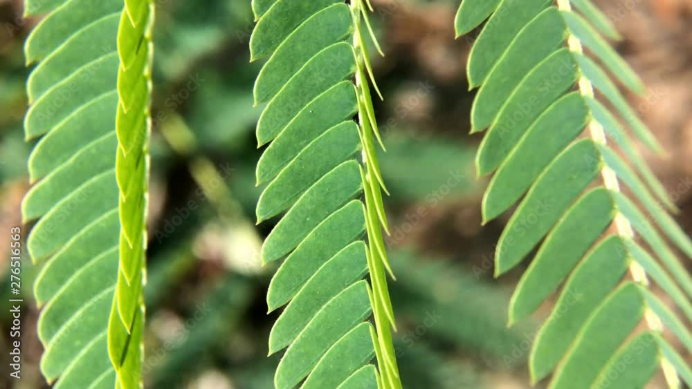 Green gleditsia leaves blue sky. Gleditsia tree branch with blue sky ...