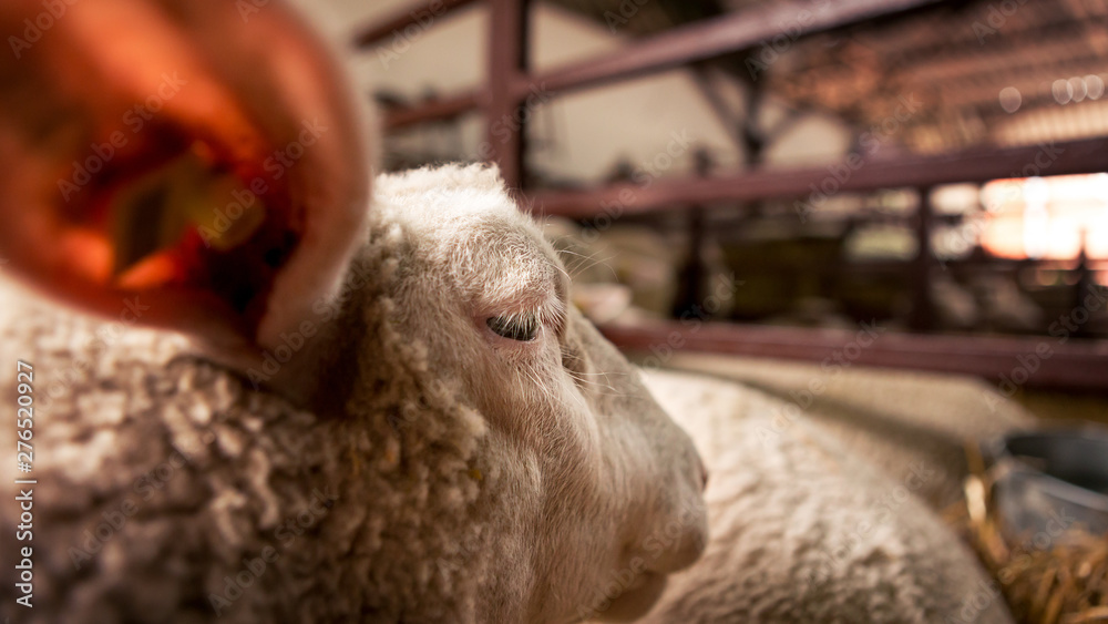 The sad eye of the sheep while it is on the animal farm with the other ...