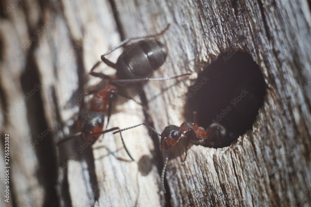 ant and ant Stock Photo | Adobe Stock