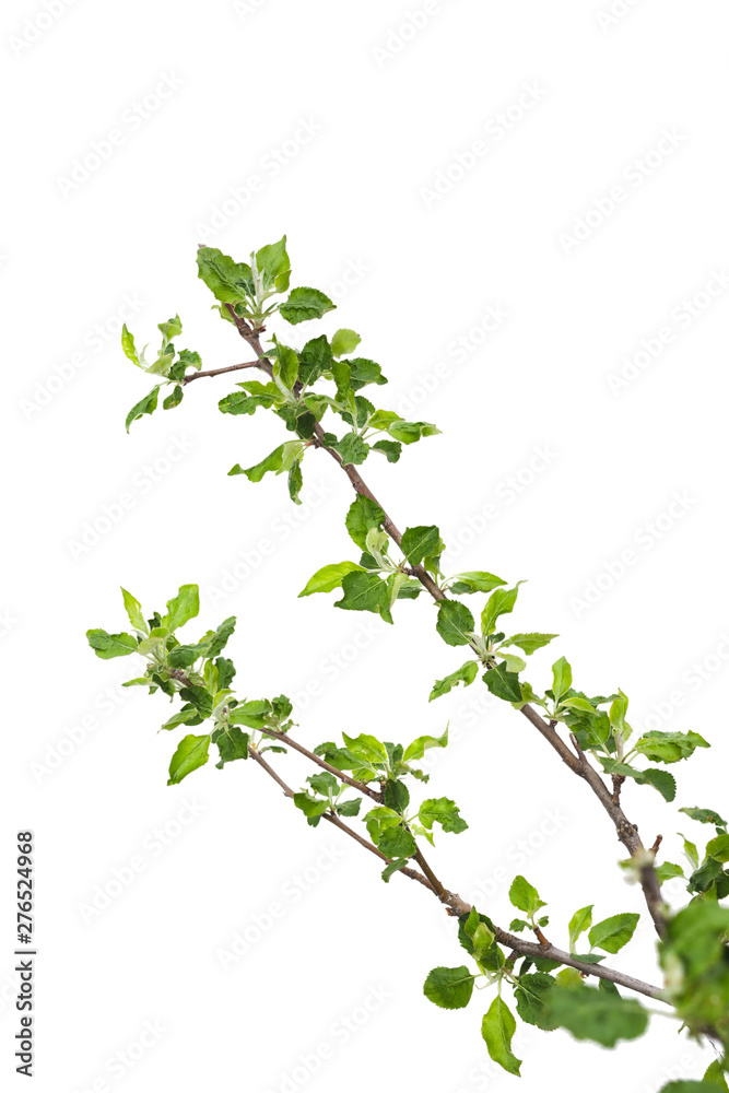 Young apple tree isolated on white background. Stock Photo | Adobe Stock