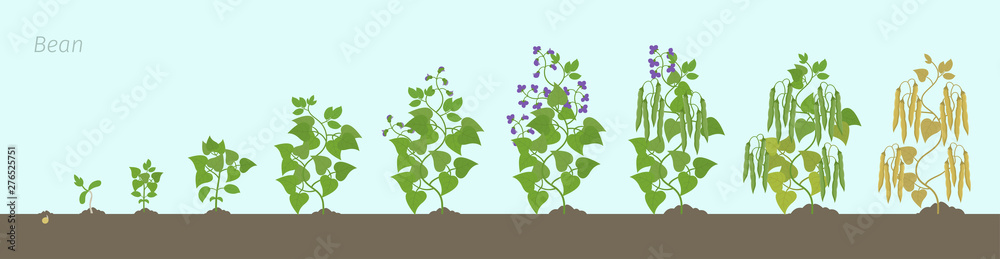 Bean plant. In the soil. Family Fabaceae phases set ripening period ...