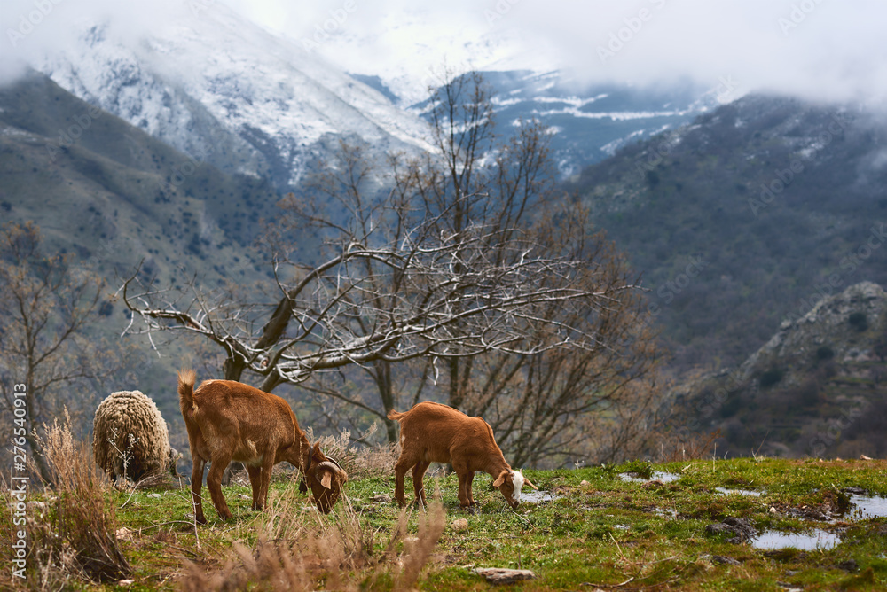 Cabras o ovejas pastando en un bonito prado con montañas nevadas de ...