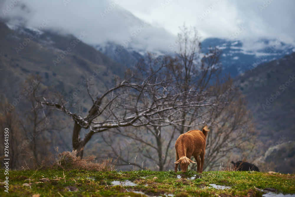 Cabras o ovejas pastando en un bonito prado con montañas nevadas de ...