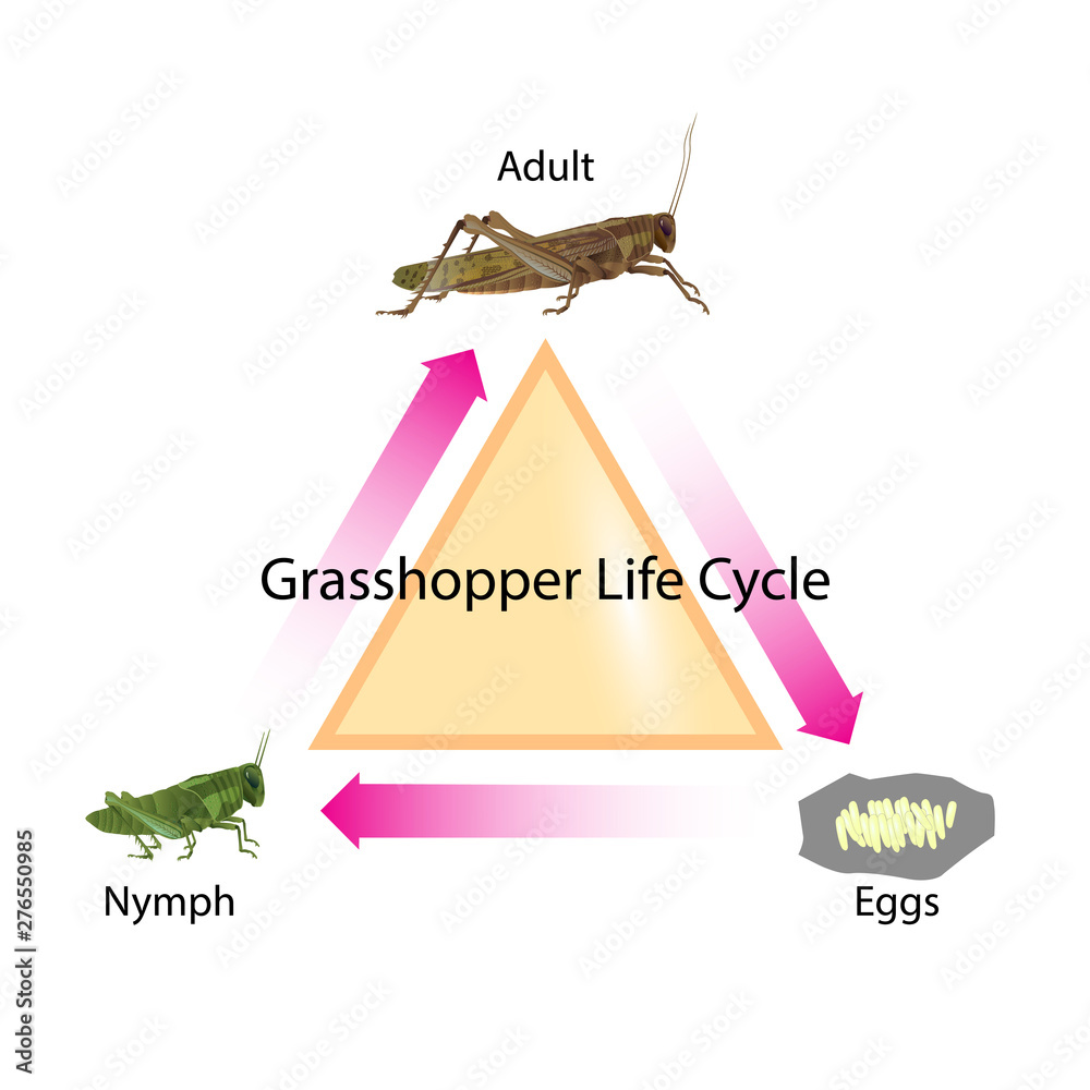 Grasshopper life cycle for all graphic and for education Stock Vector ...
