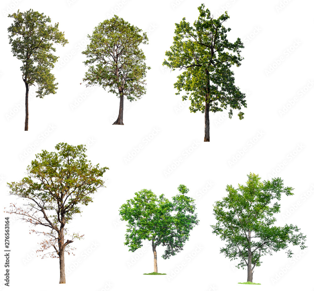isolated big tree on white background, full resolution tree in big ...