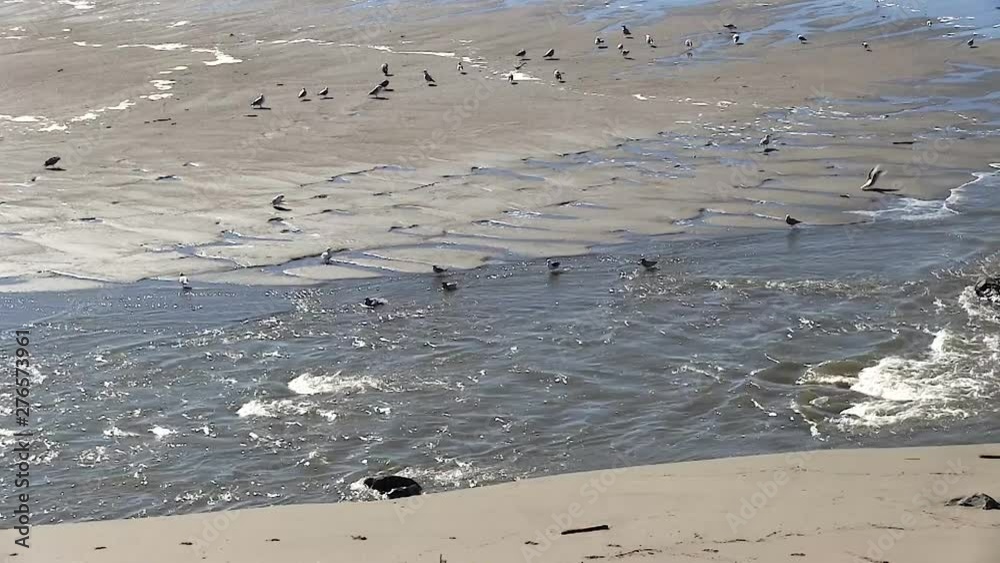 Stream Flowing Across Beach Into Ocean With Seagulls Walking Flying And ...
