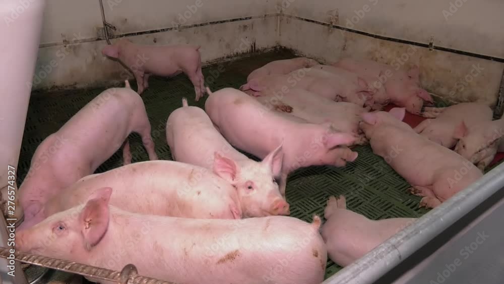 Video Stock A Group of white and brawn pig in a farm is sleeping or ...