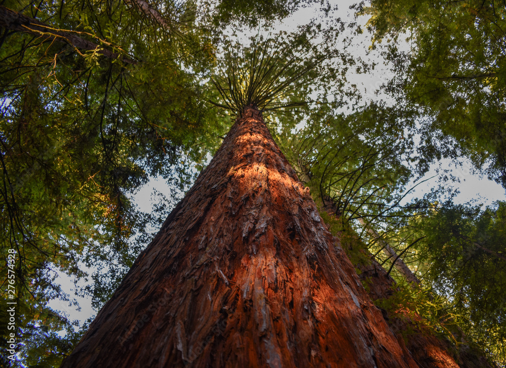 La vida de un arbol, la madre naturaleza en el bosque foto de Stock ...