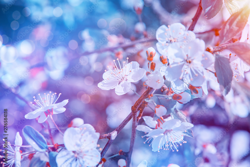 Beautiful cherry or sakura blossom tree branch. Blooming cherry sakura ...