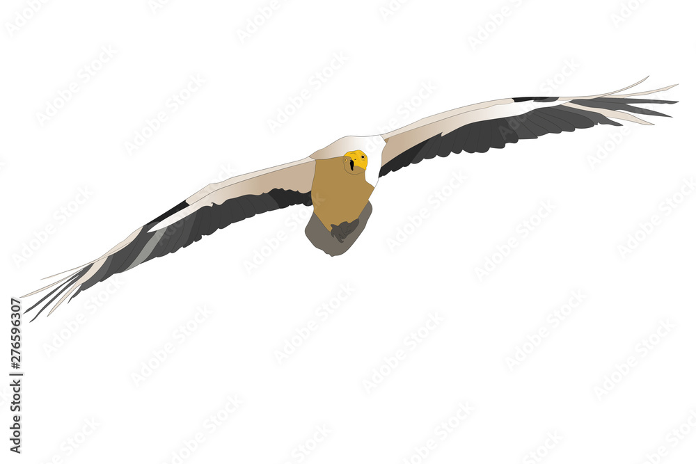 Flying Egyptian Vulture. Vector image. White background. Stock Vector ...