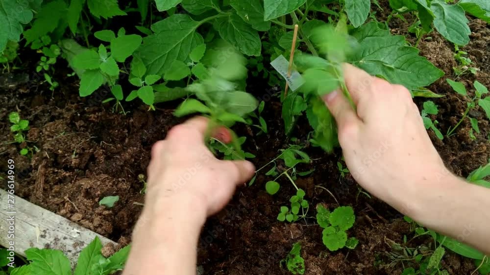 Weeding a tomato patch by hand, from a tripod perspective looking down ...