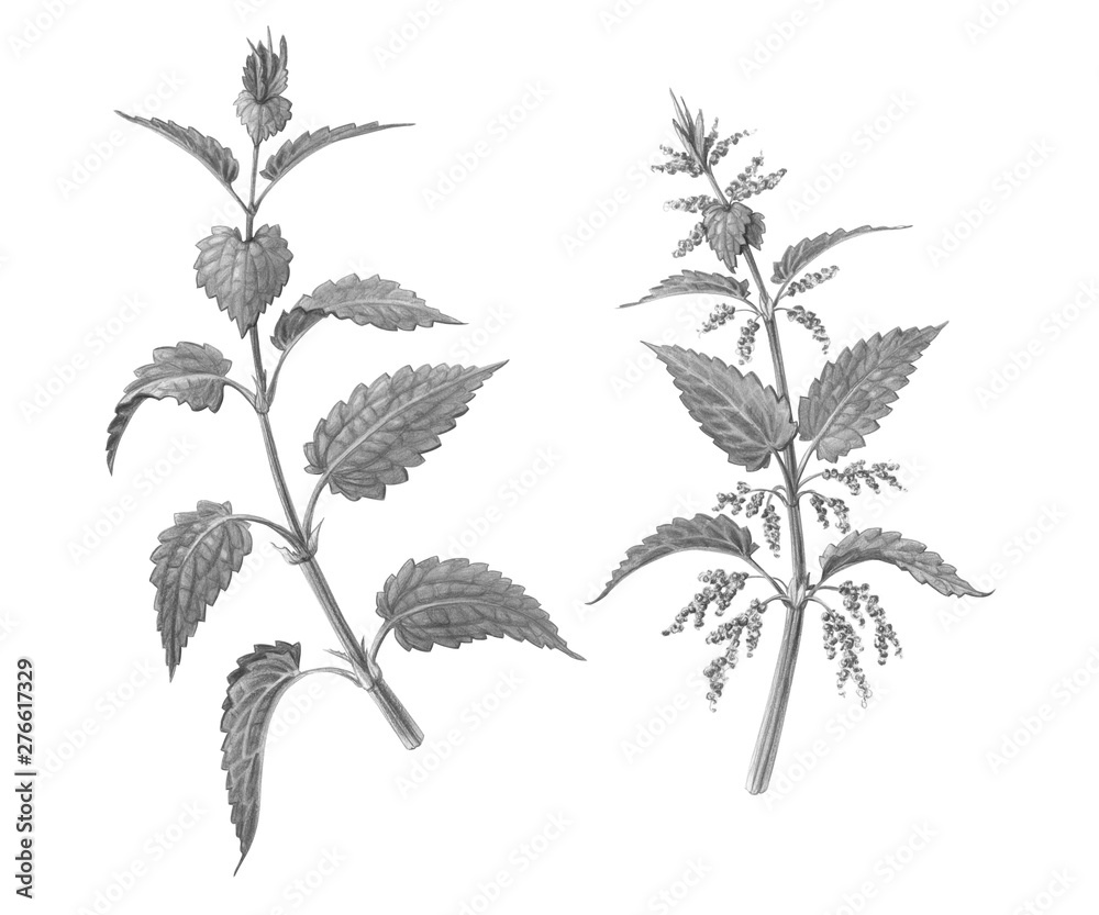 Nettle Pencil Illustration Isolated on White Stock Illustration | Adobe ...