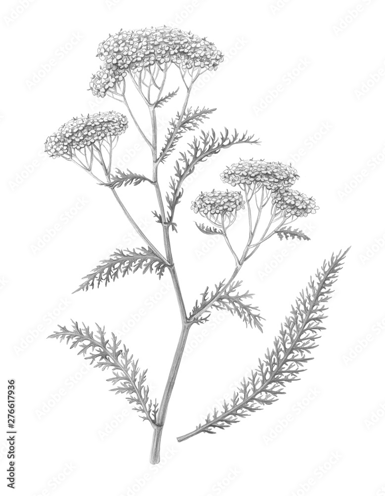 Yarrow Pencil Illustration Isolated on White Stock Illustration | Adobe ...