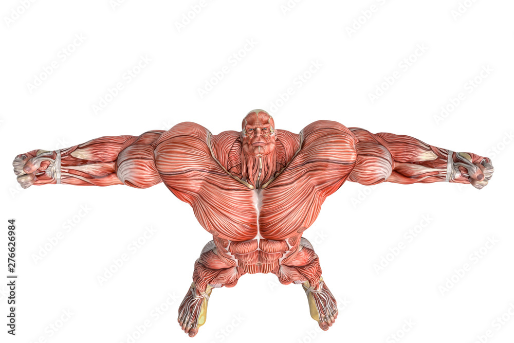 muscle maps of a strong man bird eye view Stock Illustration | Adobe Stock