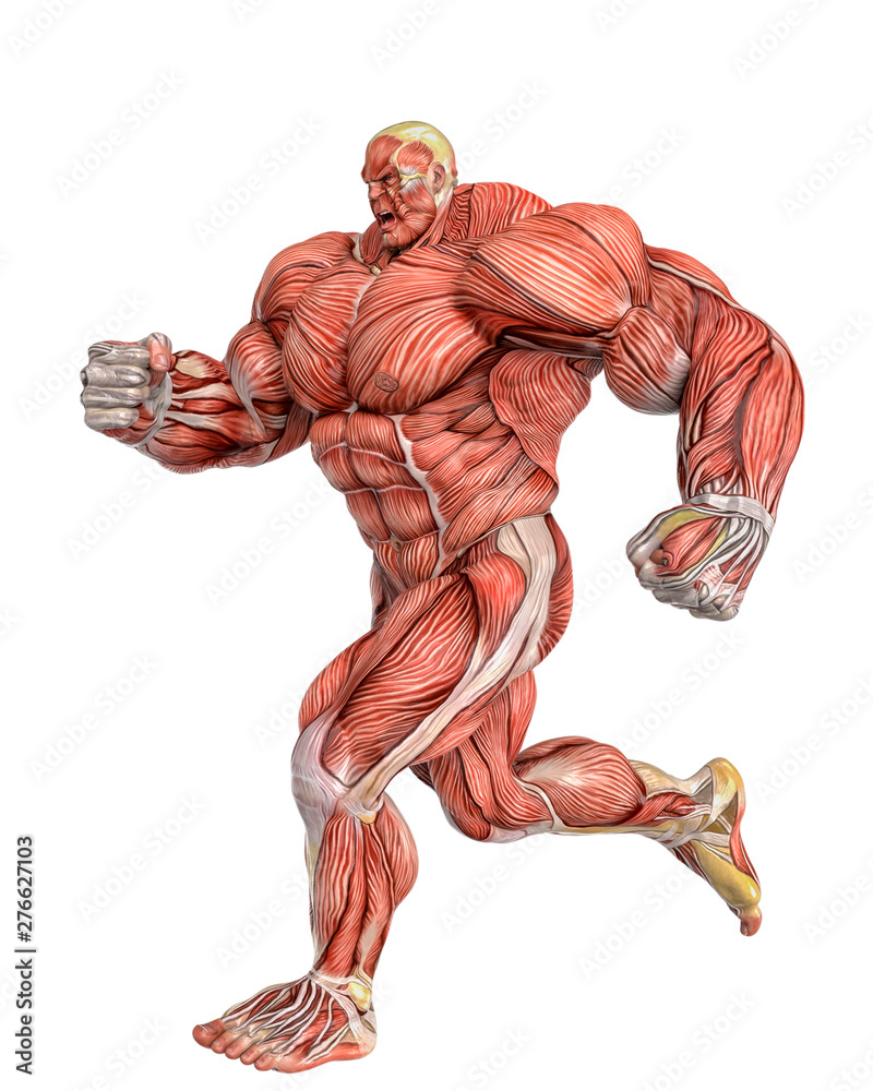 muscle maps of a strong man running on side view Stock イラスト | Adobe Stock