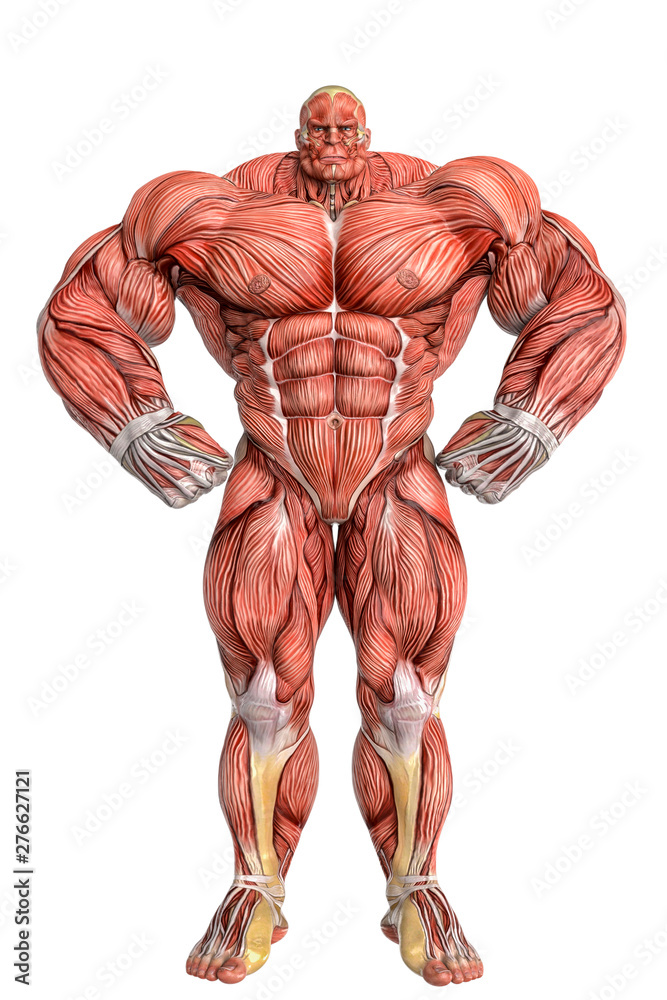 muscle maps of a strong man standing up with power Stock Illustration ...