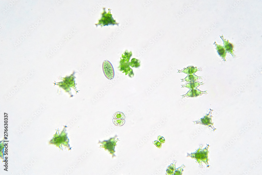 Freshwater aquatic plankton under microscope view. Stock Photo | Adobe ...