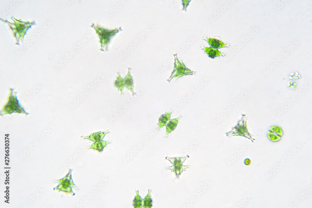 Freshwater aquatic plankton under microscope view. Stock Photo | Adobe ...