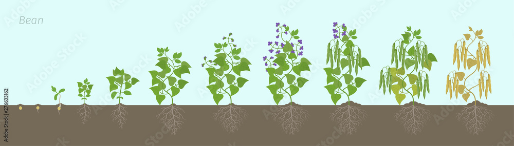 Plant Bean Growth Chart