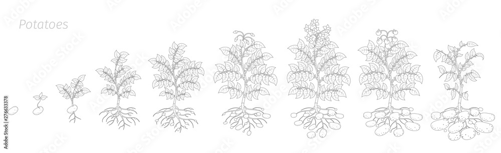 Crop stages of potatoes plant. Harvest potato growth animation ...