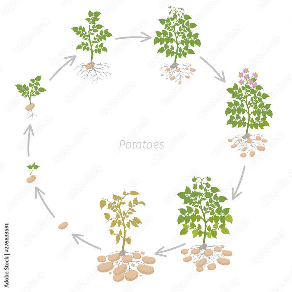 Round crop stages of potatoes plant. Growing spud plants. The life ...