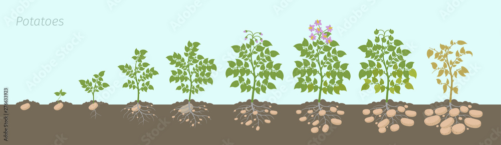 Crop stages of potatoes plant. Growing spud plants. The life cycle ...