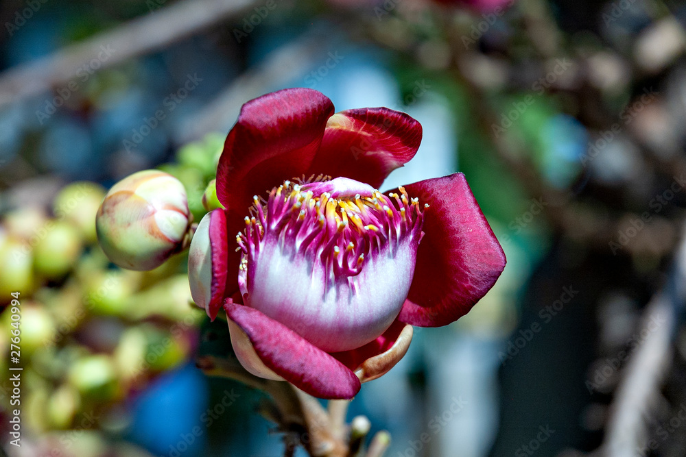 Flower of sal tree, Shorea robusta on tree in Cambodia Stock Photo ...