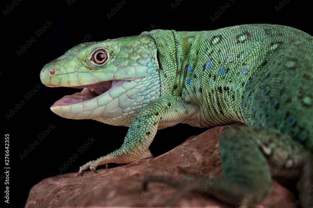 Algerian ocellated lizard (Timon pater) Stock Photo | Adobe Stock