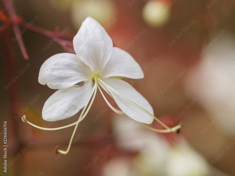 Close up white flower Nodding Clerodendron or Clerodendrum wallichii ...
