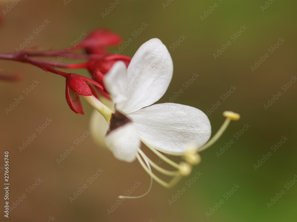 Soft focus white flower Nodding Clerodendron or Clerodendrum wallichii ...