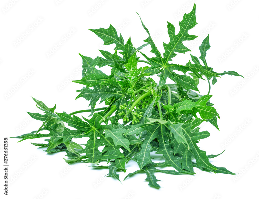Chaya leaf (Cnidoscolus Aconitifolius or Cnidoscolus chayamansa McVaugh ...