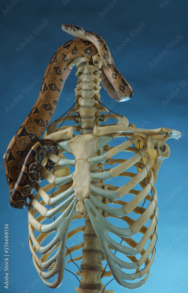 beautiful spotted a boa constrictor, wrapped around a human skeleton ...