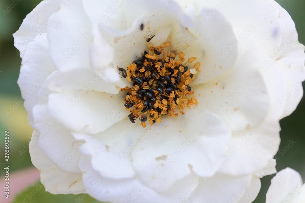 Rose flower infested with common pollen beetle, Brassicogethes aeneus ...