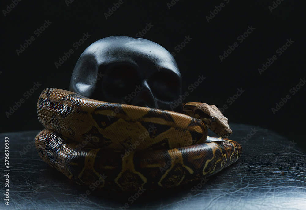 snake wrapped black skull on black background, Python settled and human ...