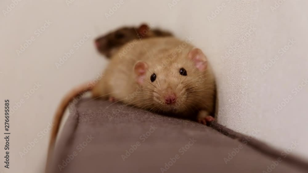 Cute little rat.Domestic light brown rat wiggles whiskers, sniffs ...