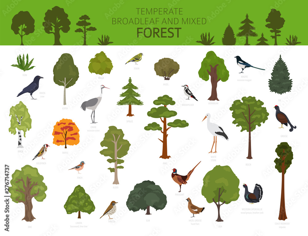 Temperate broadleaf forest and mixed forest biome. Terrestrial ...