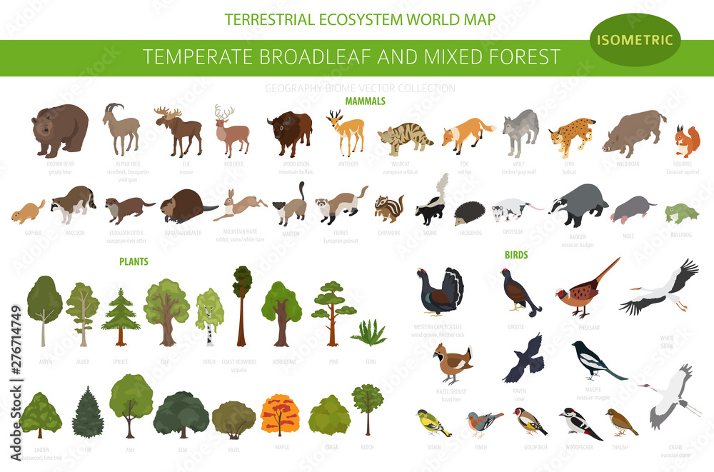 Temperate broadleaf forest and mixed forest biome. Terrestrial ...