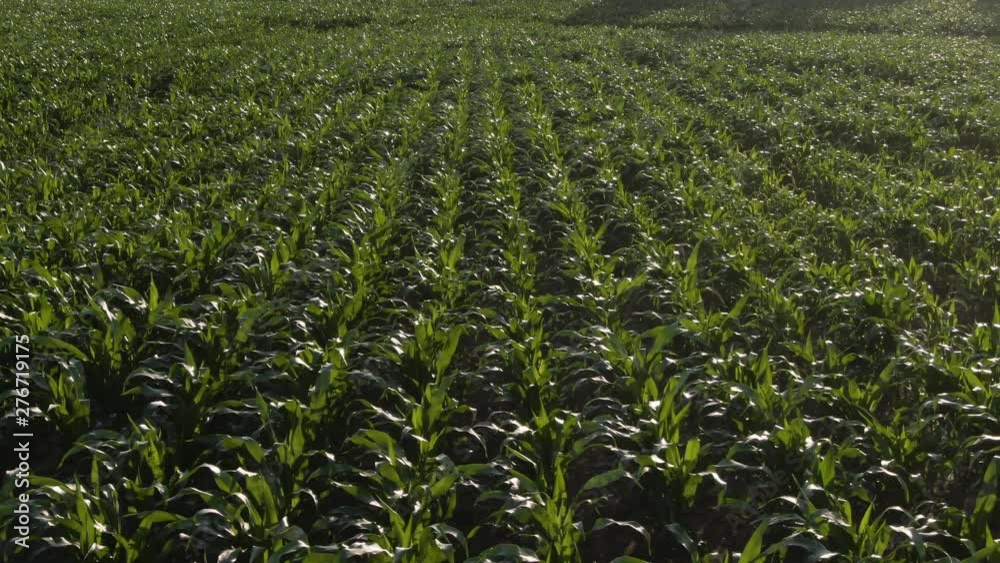 Aerial bird view footage over maize field with still young and small ...