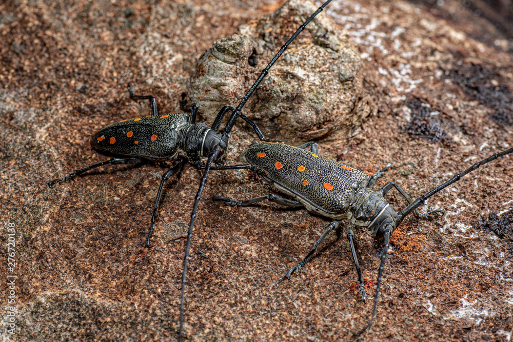 Batocera frenchi, a large longicorn beetle with spectacular orange ...