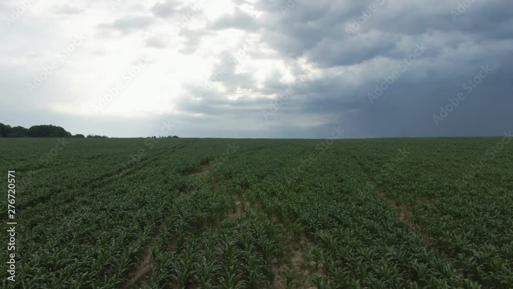 Aerial bird view footage over maize field with still young and small ...