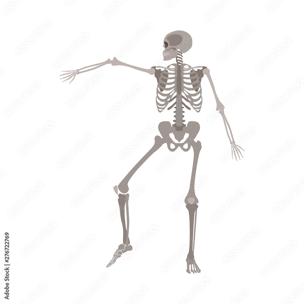 Human skeleton dancing, medical body anatomy model with arm bone raised ...