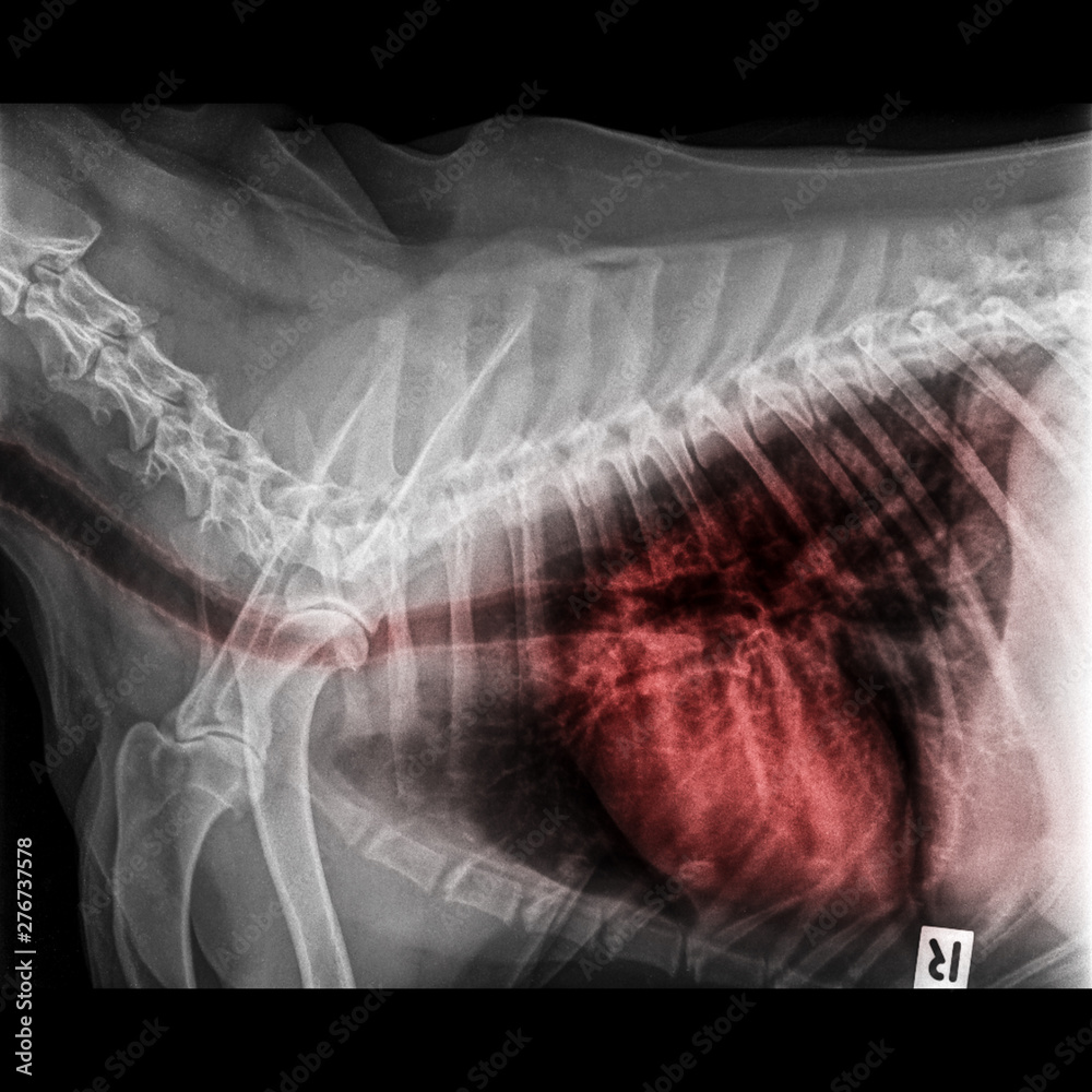 X-ray of dog lateral view closed up in thorax and chest with red ...