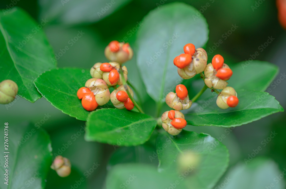 Euonymus Japonicus Fruit