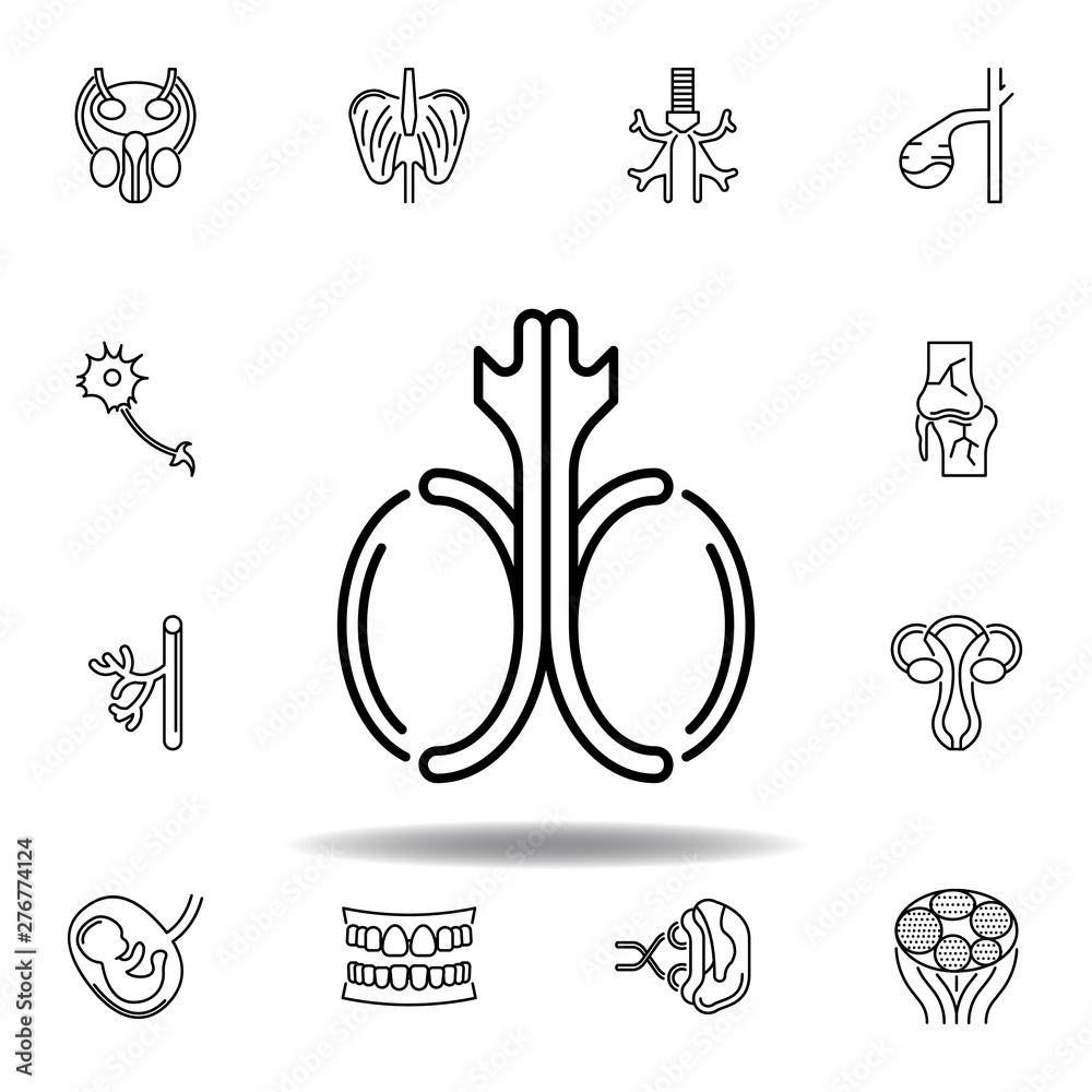 set of human organs testicles outline icon. Signs and symbols can be ...